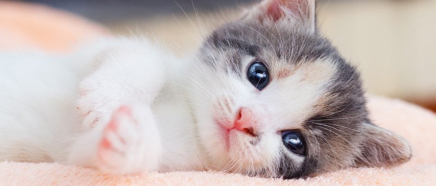 Le guide pour accueillir un chaton - Animalis