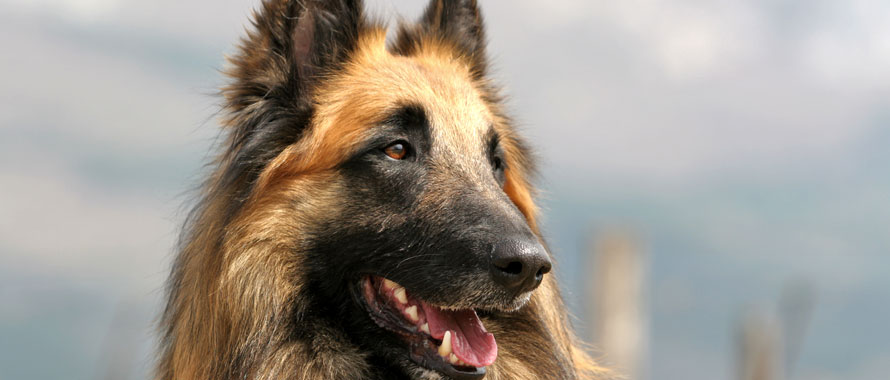 Berger Belge