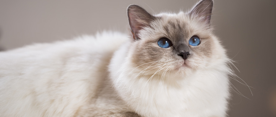 Birman - Animalis