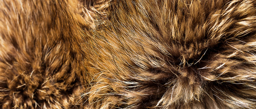 Comment révéler la splendeur du pelage de votre chien? - Animalis