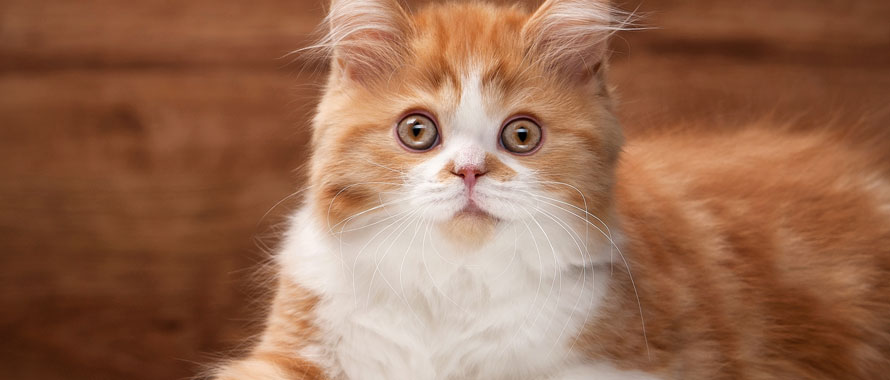 Highland Straight - Animalis