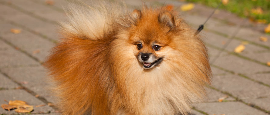 Spitz-Nain - Animalis