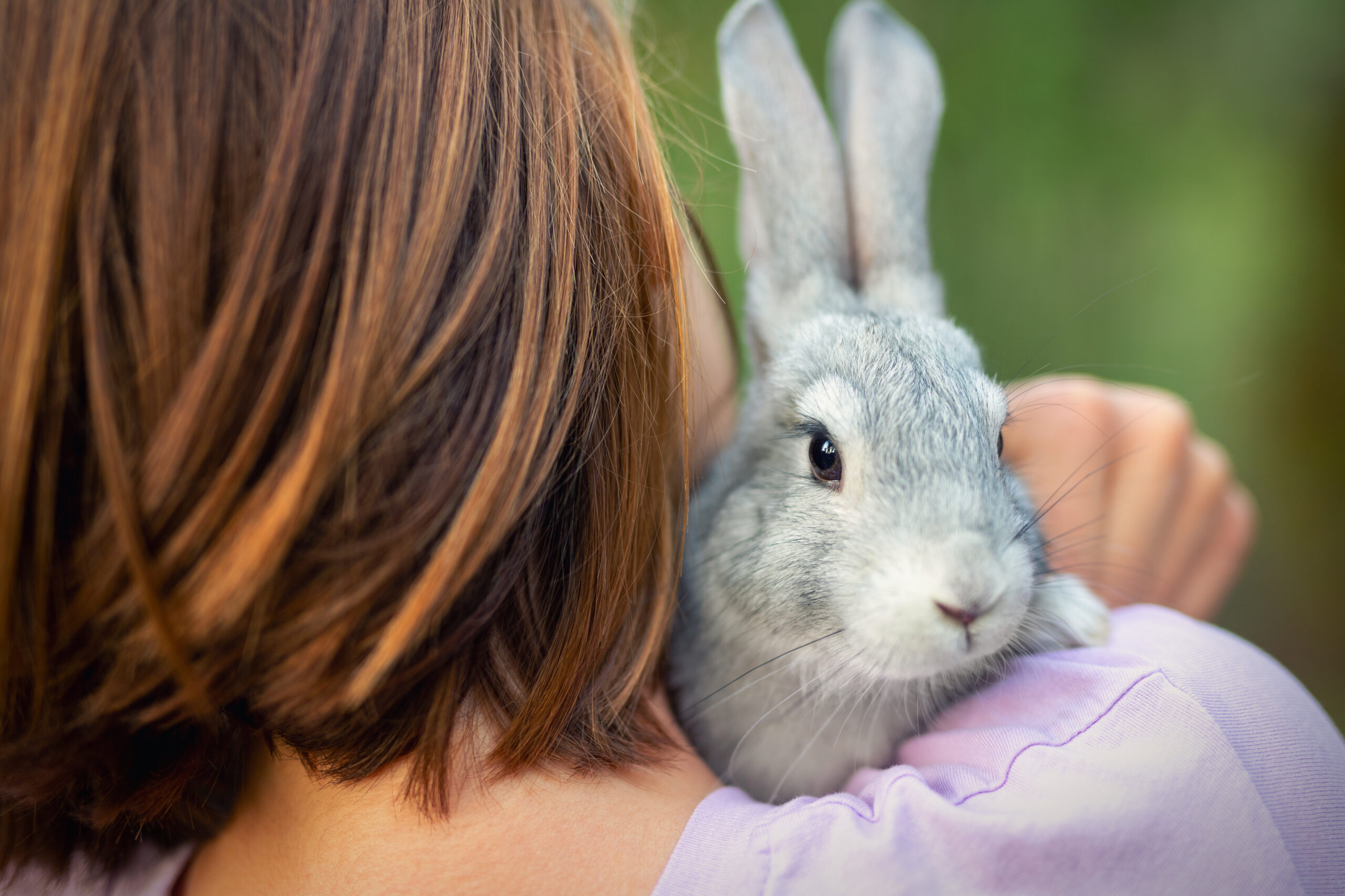 Combien coûte l’adoption d’un lapin ? - Animalis