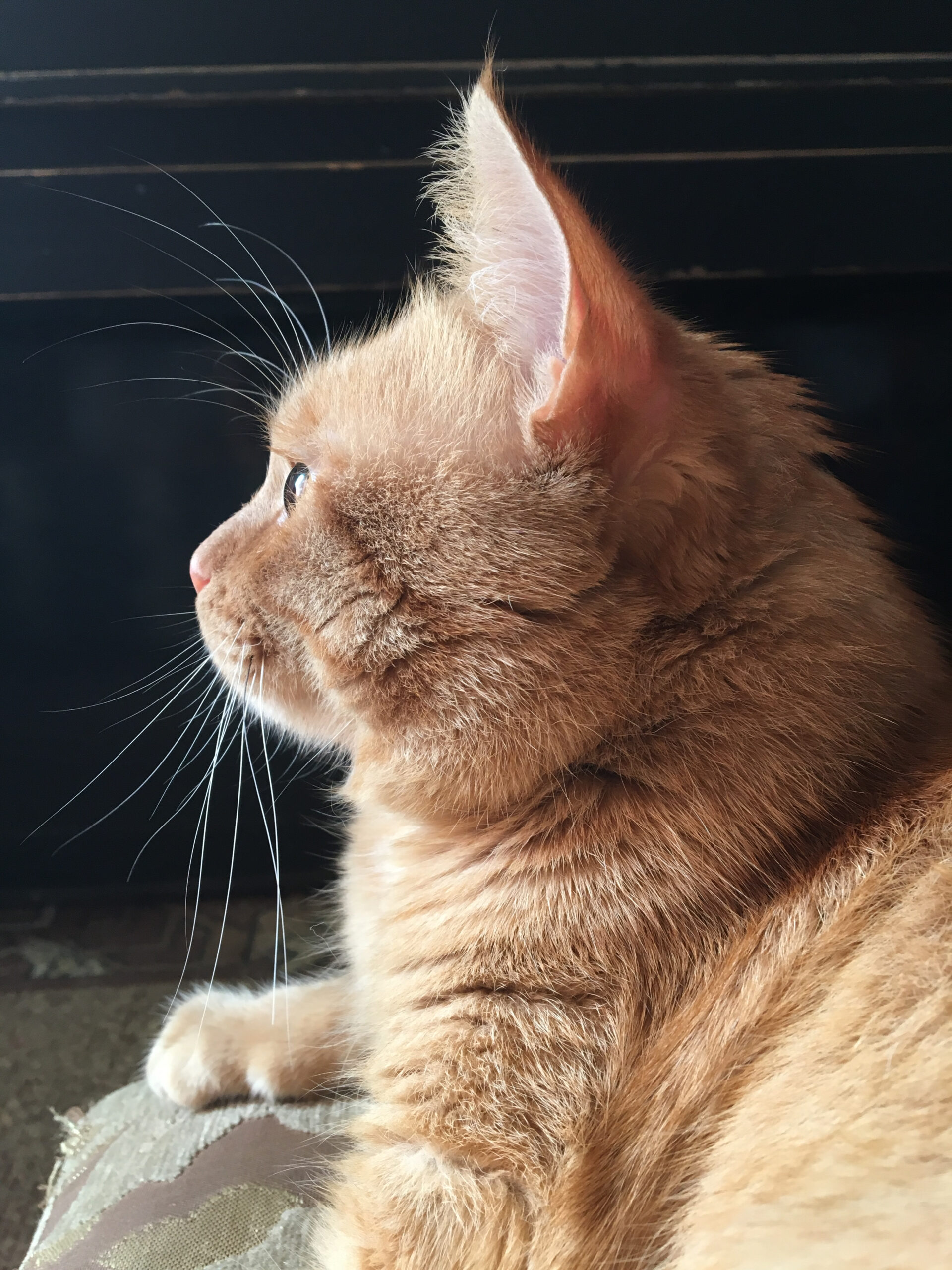 Fête de la musique : protéger la sensibilité auditive de nos animaux de ...