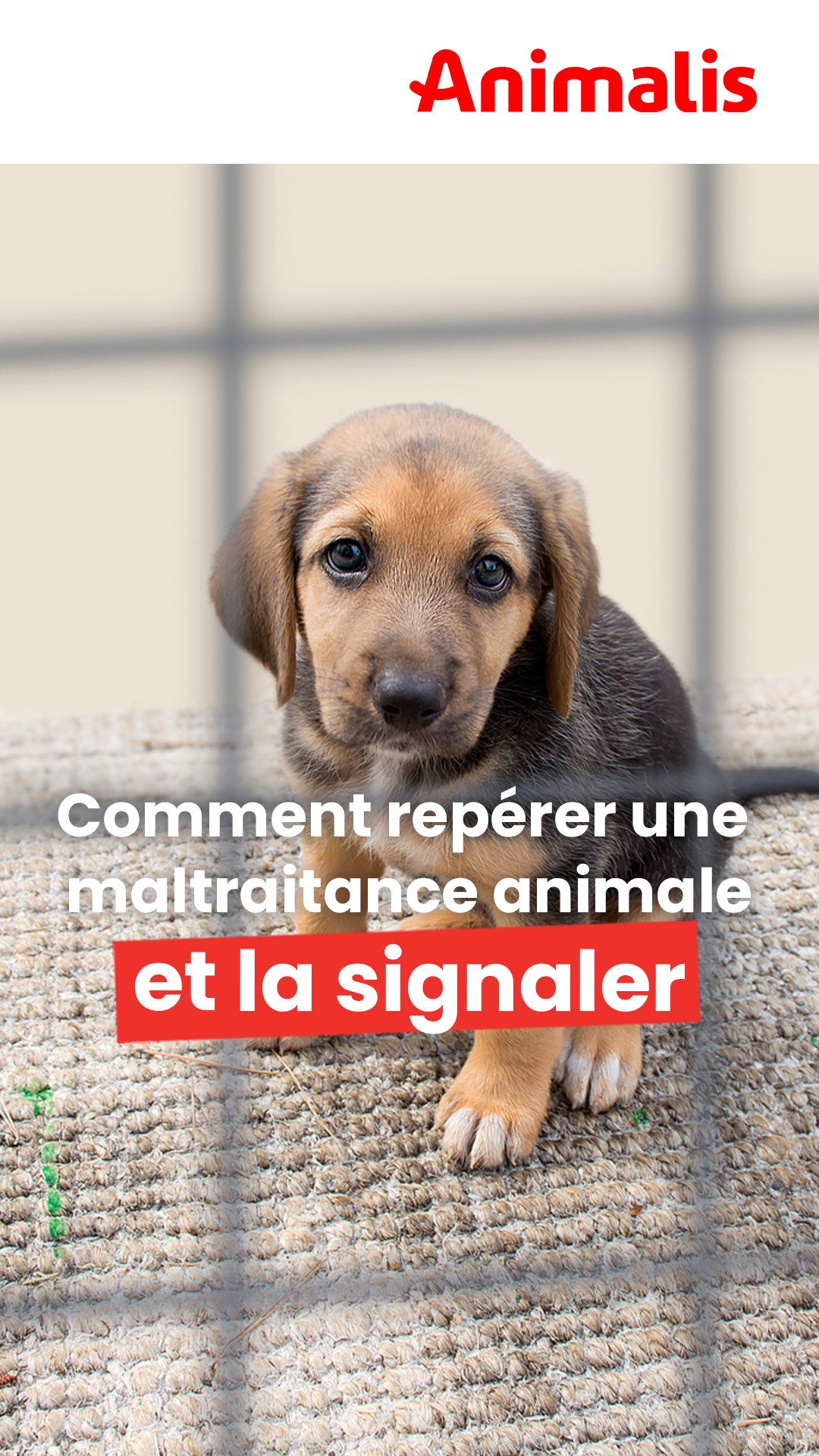 Comment repérer une maltraitance animale et la signaler ? - Animalis