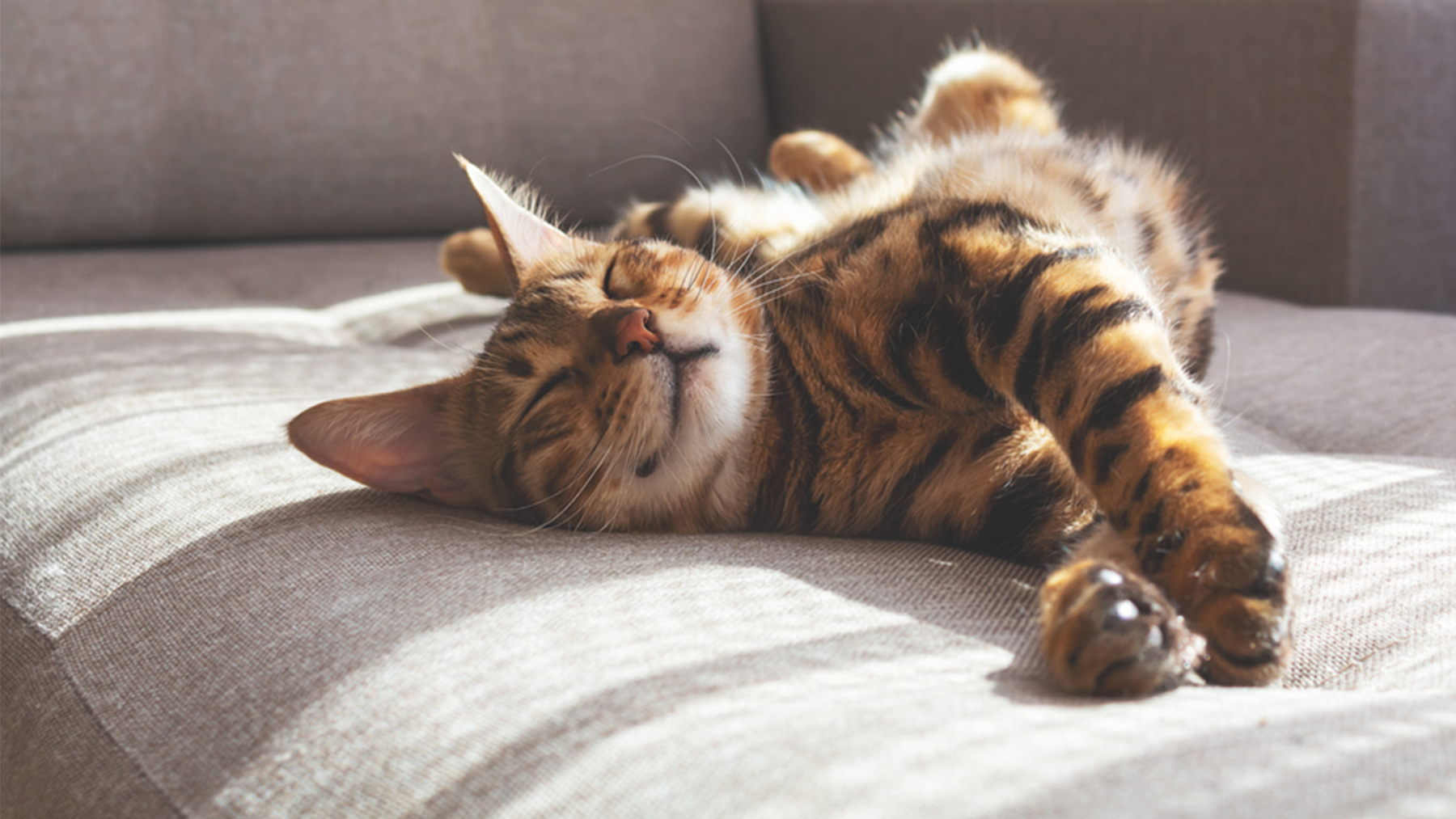 Comprendre le langage corporel des chats - Animalis