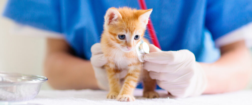 Comment prendre soin de la santé de votre chat ? - Animalis