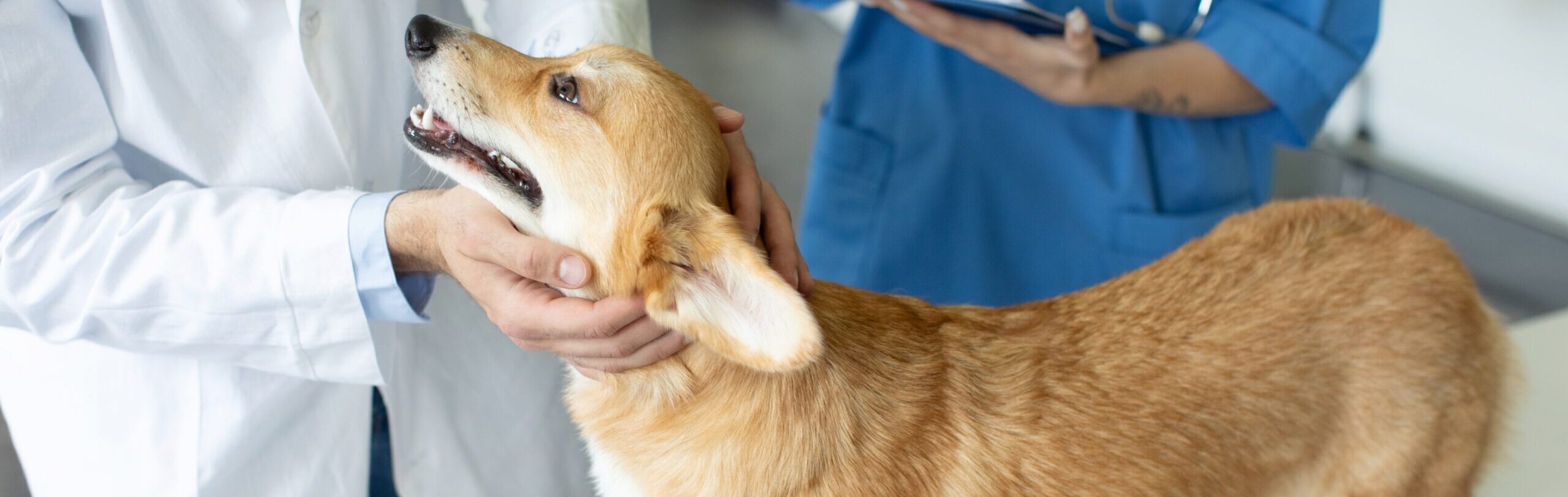 Assurer la santé optimale de votre chien : le parcours de soins ...