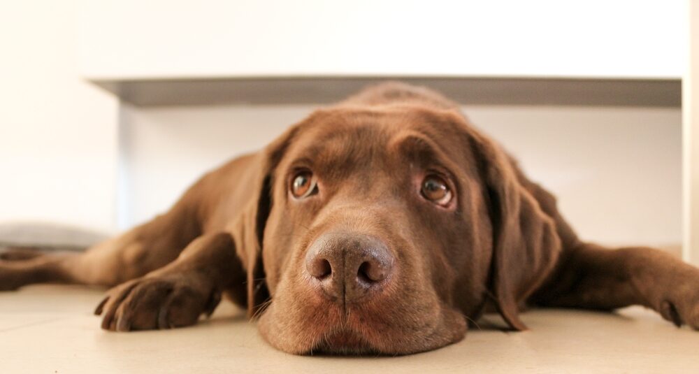 Le cancer mammaire du chat et du chien : un sujet sous-estimé - Animalis