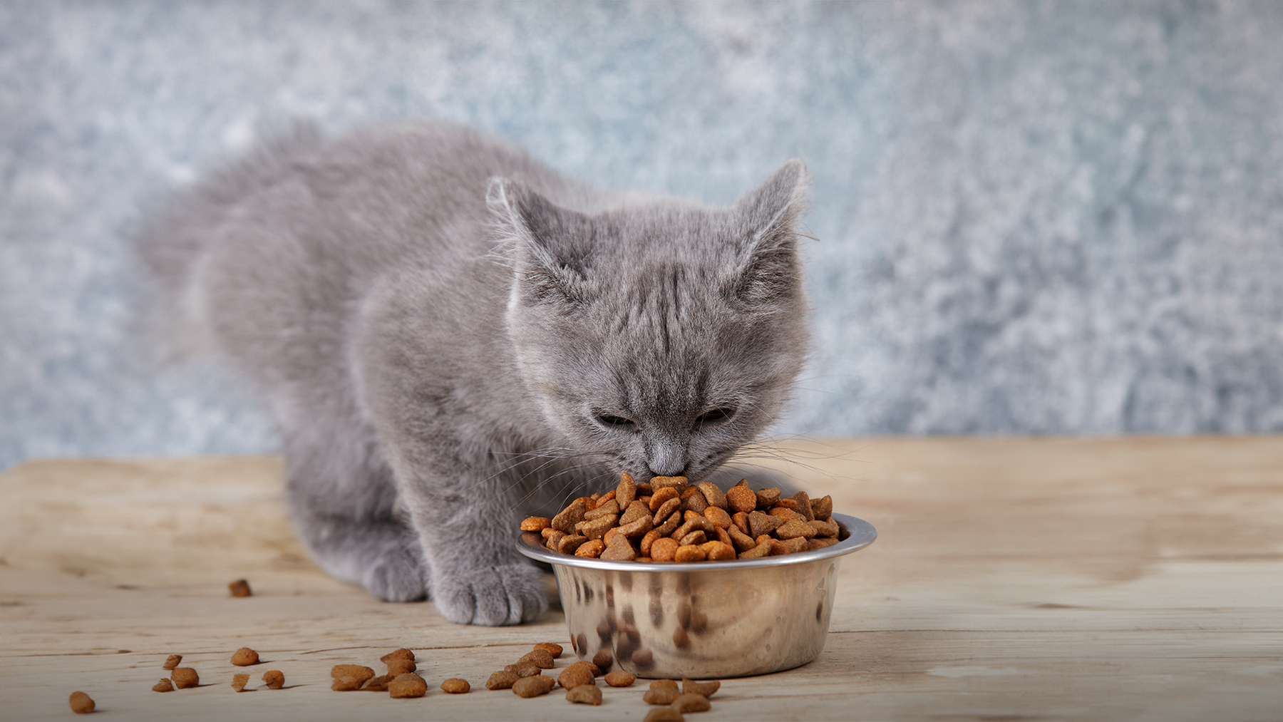 La nutrition spécialisée pour le bien-être de votre chat… selon sa ...