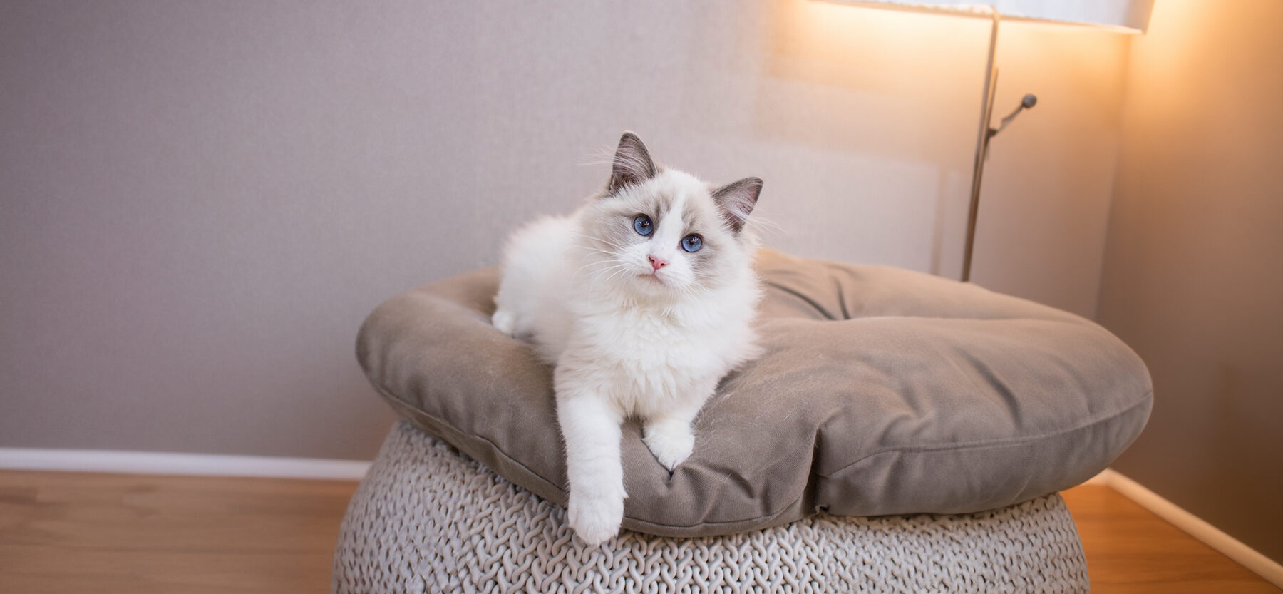 Comment faire dormir un chat la nuit ? - Animalis