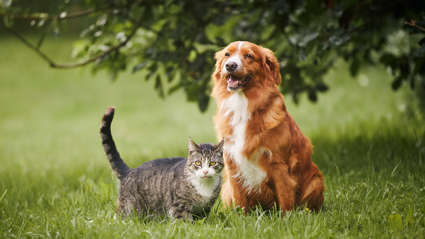 Comprendre les zoomies de nos chats et chiens - Animalis
