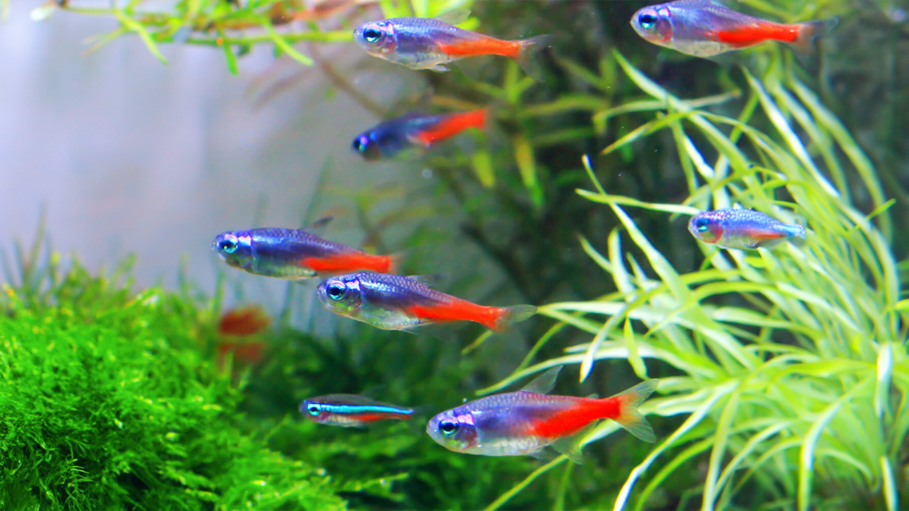 Le néon bleu, tout sur ce petit poisson incroyable - Animalis