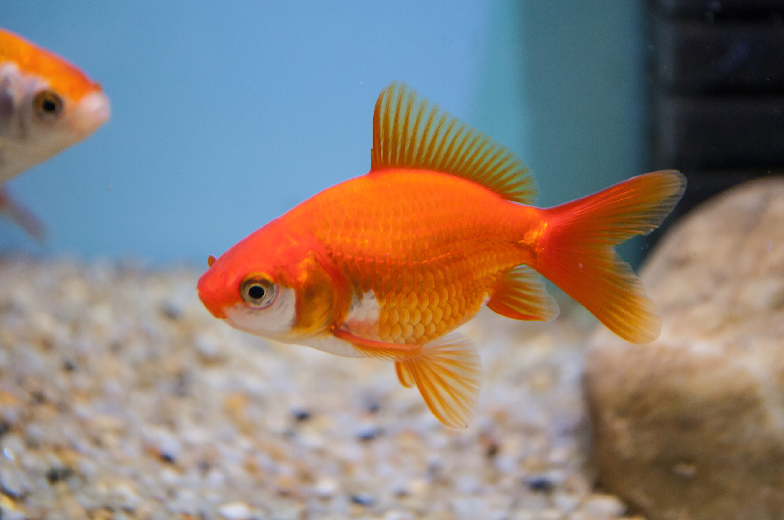 Le poisson rouge en aquaponie, pourquoi pas ? - Animalis