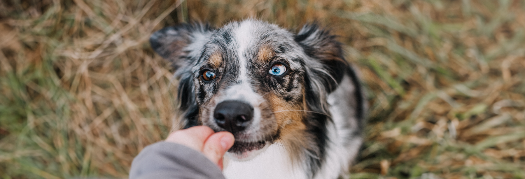 Les techniques de renforcement positif pour chiens : savoir les ...