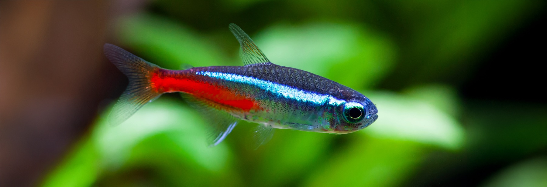Le paracheirodon innesi, le poisson incontournable des aquariums d’eau ...