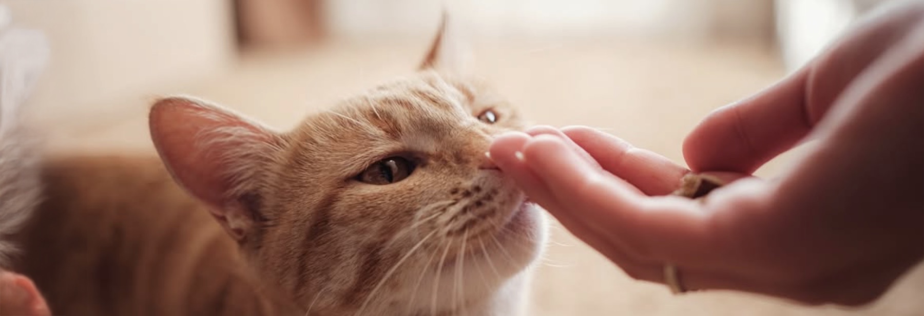 Gérer l’alimentation des chats : entre instinct naturel et contraintes ...