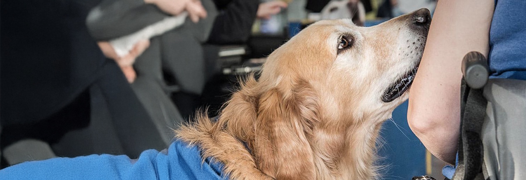 La collecte solidaire Handi'chiens chez Animalis - Animalis