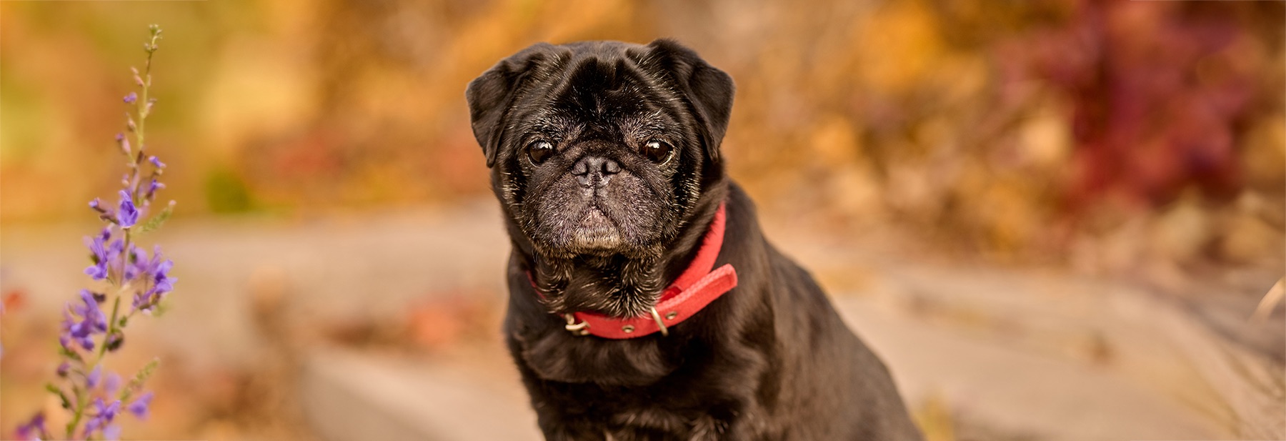 La leishmaniose canine, gare aux phlébotomes ! - Animalis