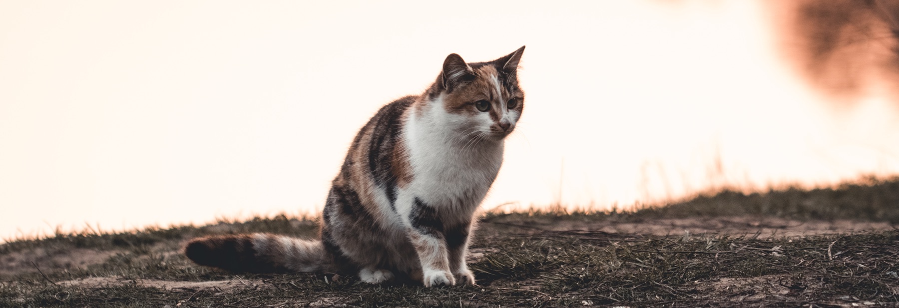 Animal perdu ou retrouvé : quelles démarches effectuer rapidement ...
